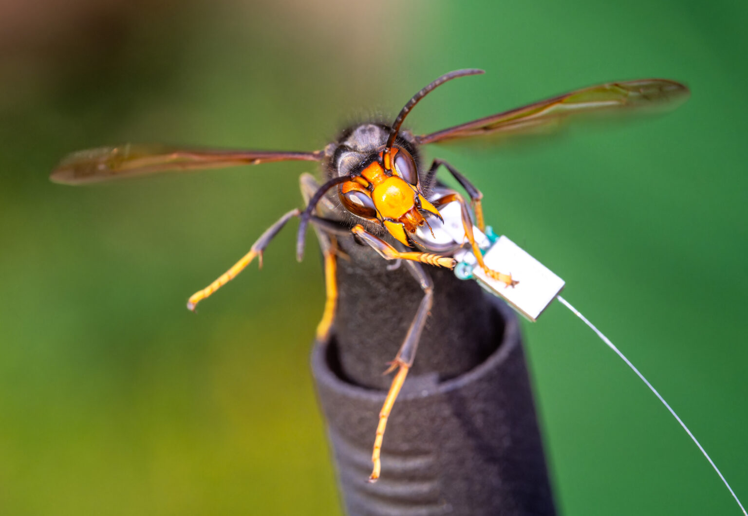 Asian hornet - Robor Nature